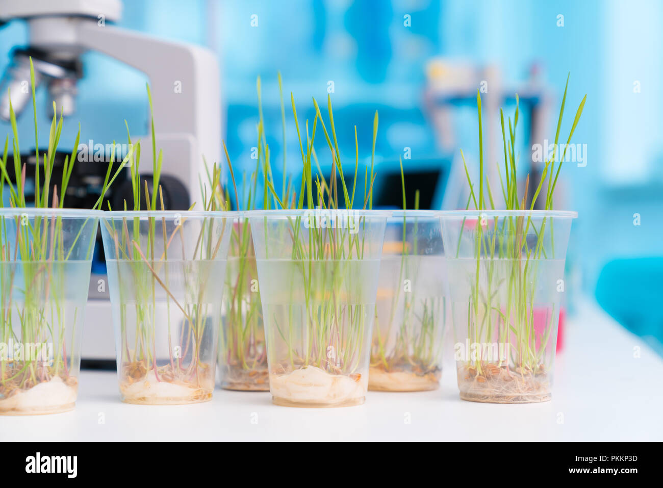 Grass end microscope in biological lab Stock Photo - Alamy