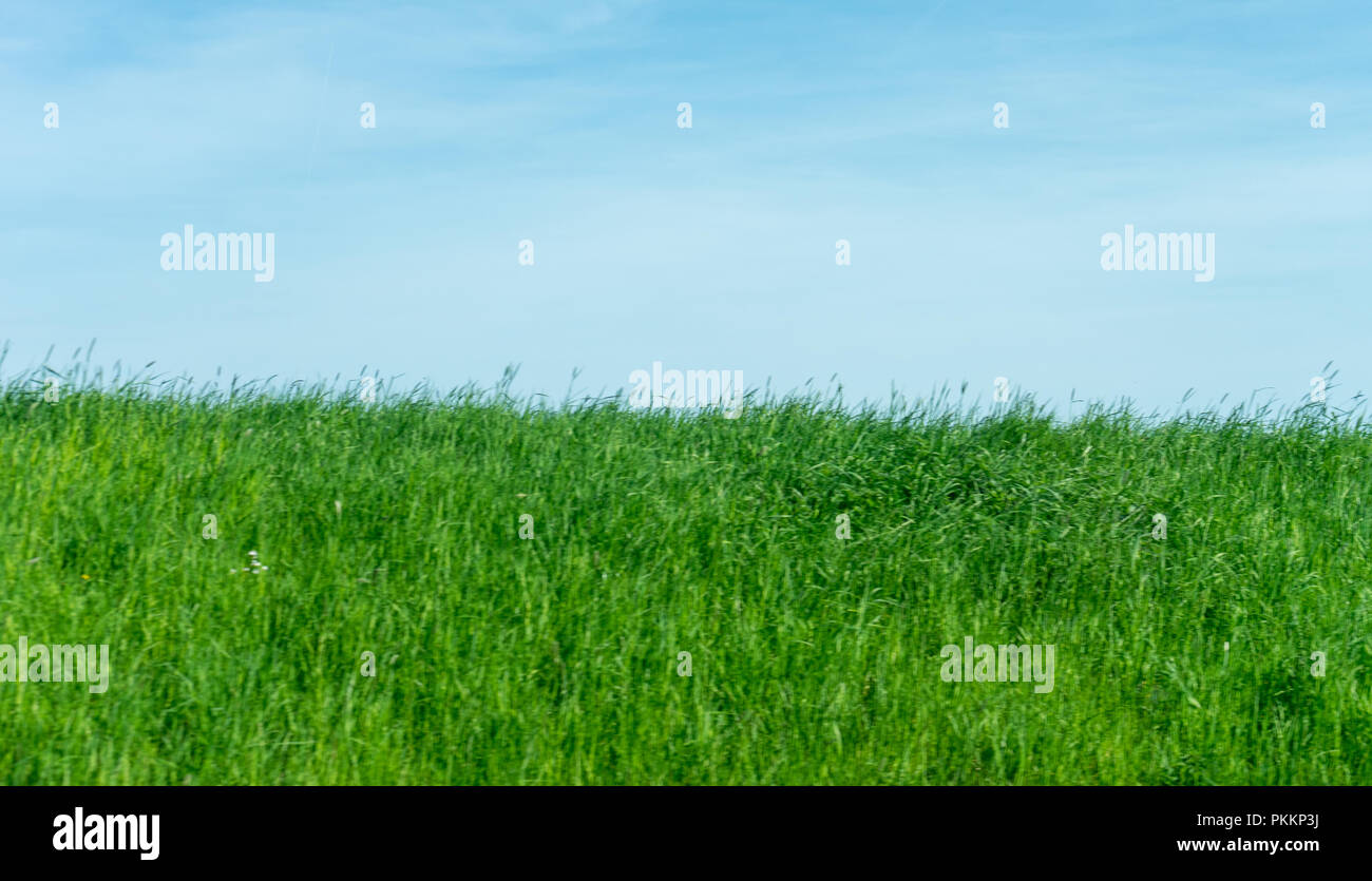 Tall grass ecosystem hi-res stock photography and images - Alamy
