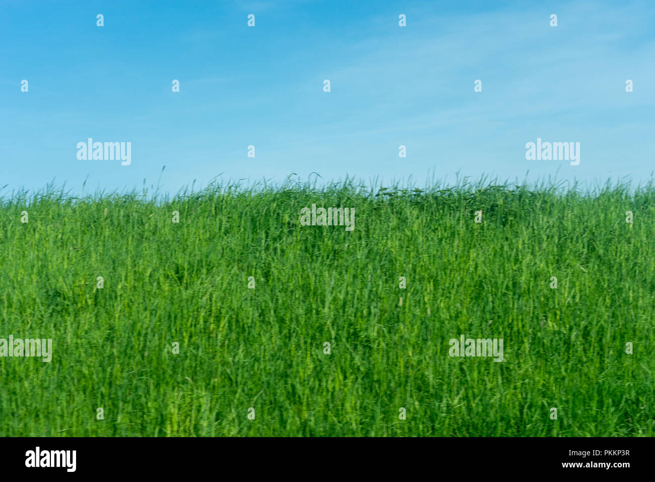 Netherlands,Wetlands,Maarken,Europe, a close up of a green field Stock ...
