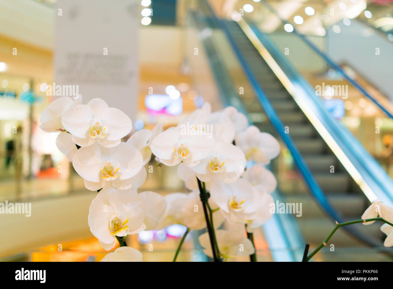 White Rose Mall High Resolution Stock Photography and Images - Alamy