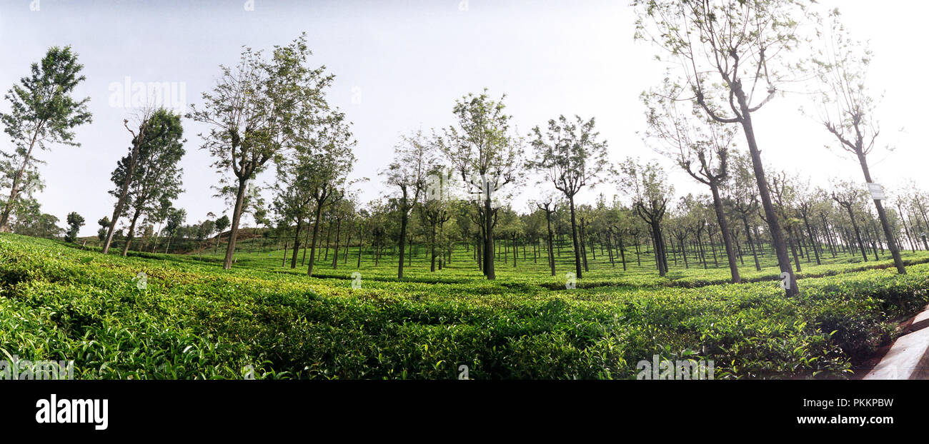 TEA GARDENS, COONOOR, TAMIL NADU, INDIA, ASIA Stock Photo - Alamy