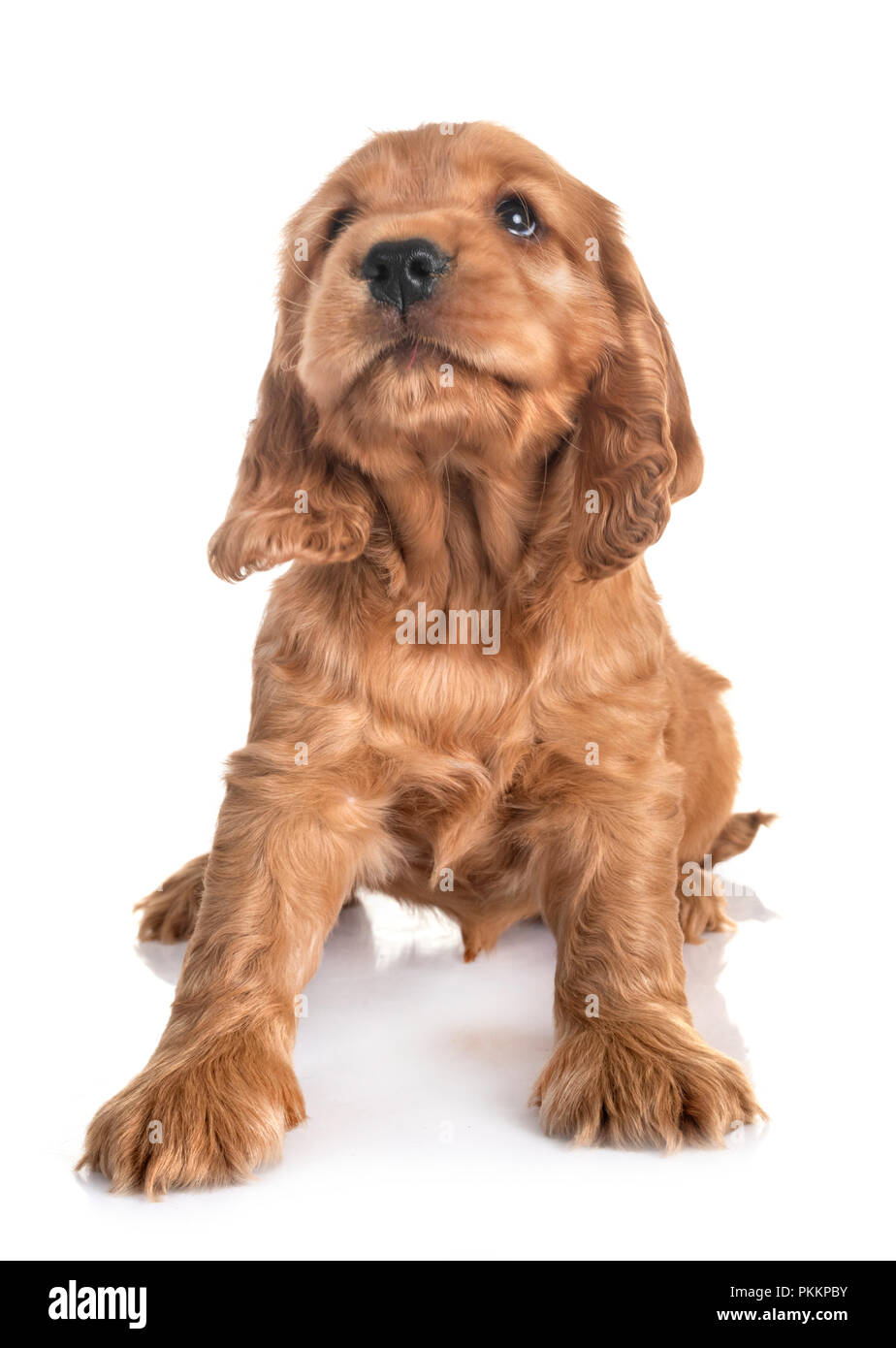 puppy cocker spaniel in front of white background Stock Photo - Alamy