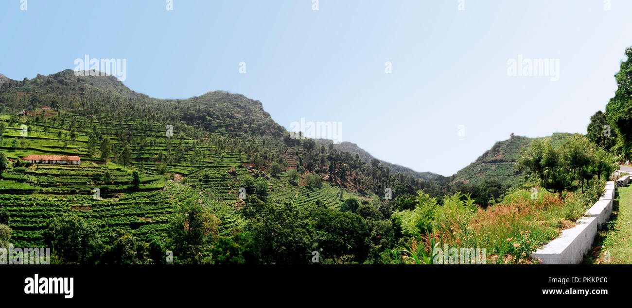 Coonoor tea estate hi-res stock photography and images - Alamy