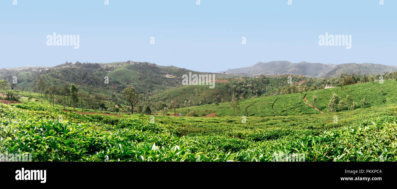 Coonoor tea estate hi-res stock photography and images - Alamy