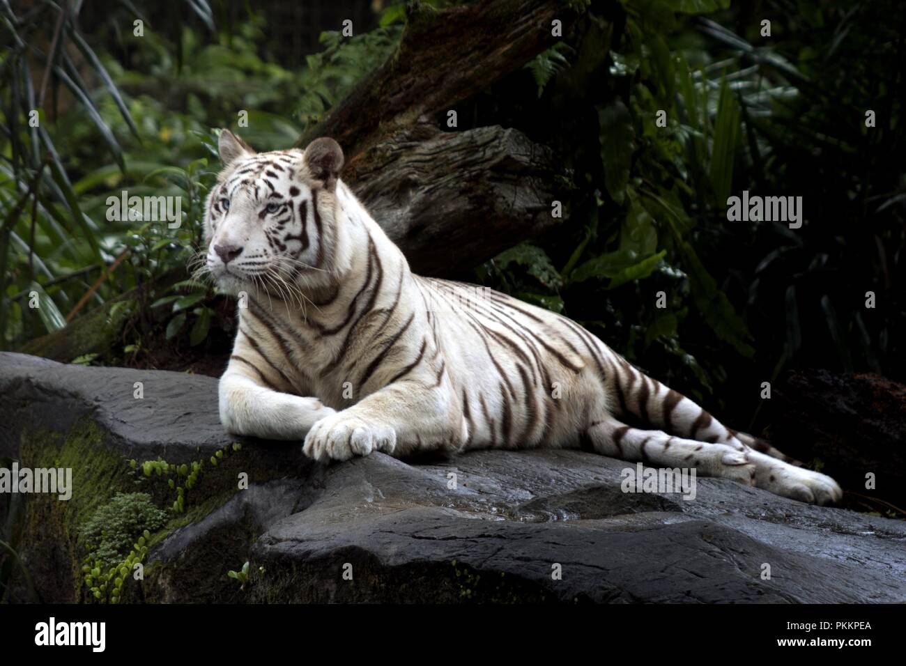 Sunderbans Tiger High Resolution Stock Photography and Images - Alamy