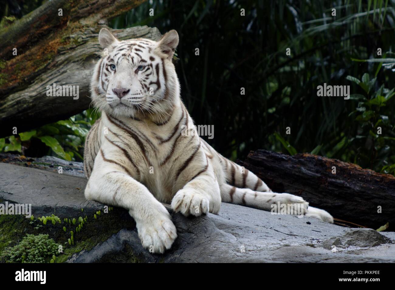 Majestic White Tiger Hd