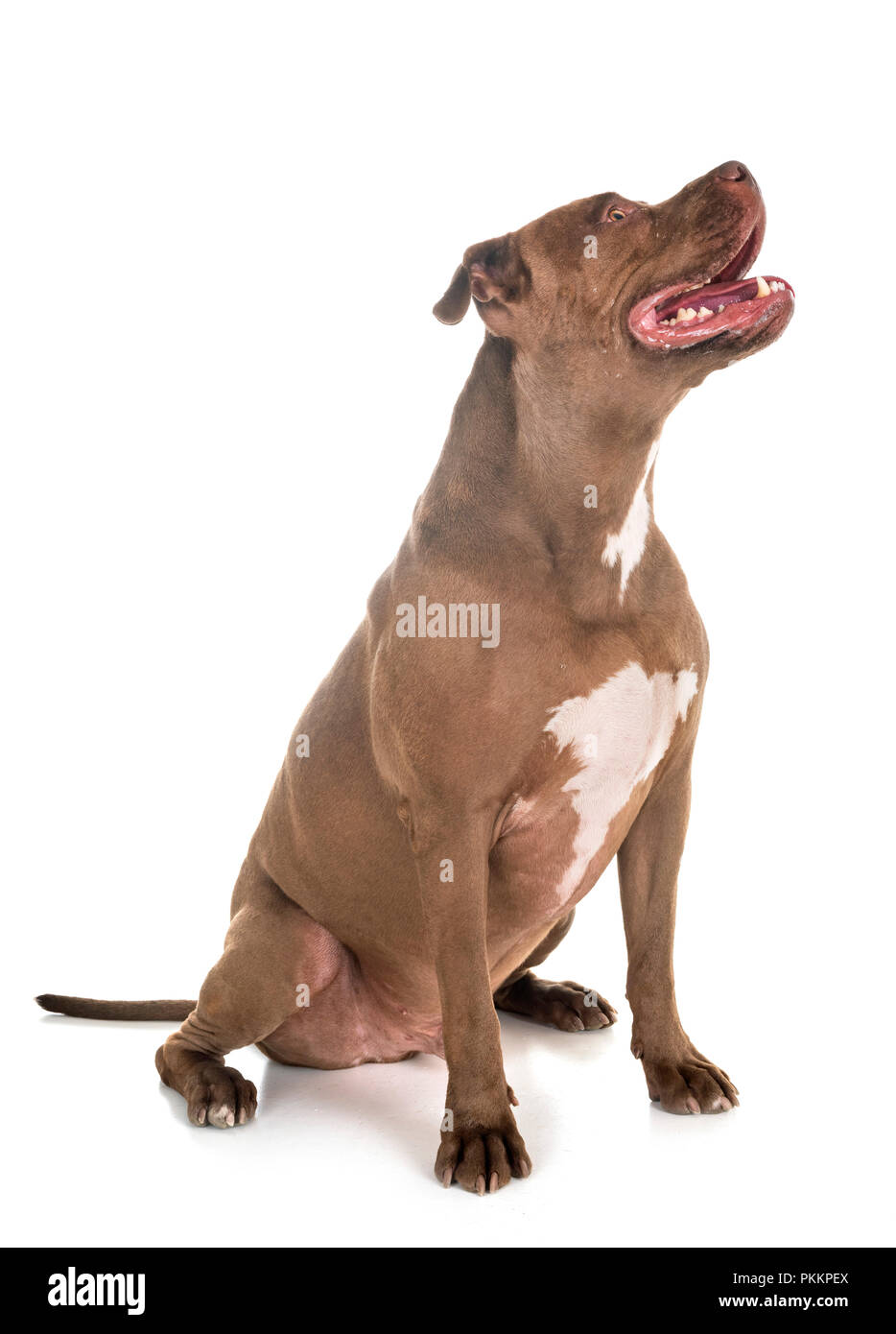 Pitbull Red Nose White