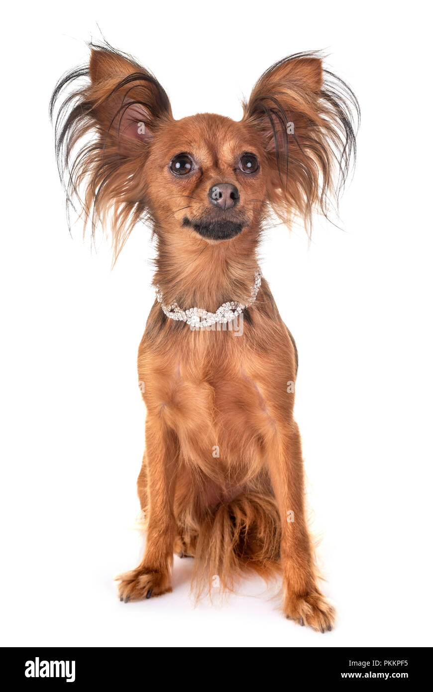 Russkiy Toy in front of white background Stock Photo - Alamy