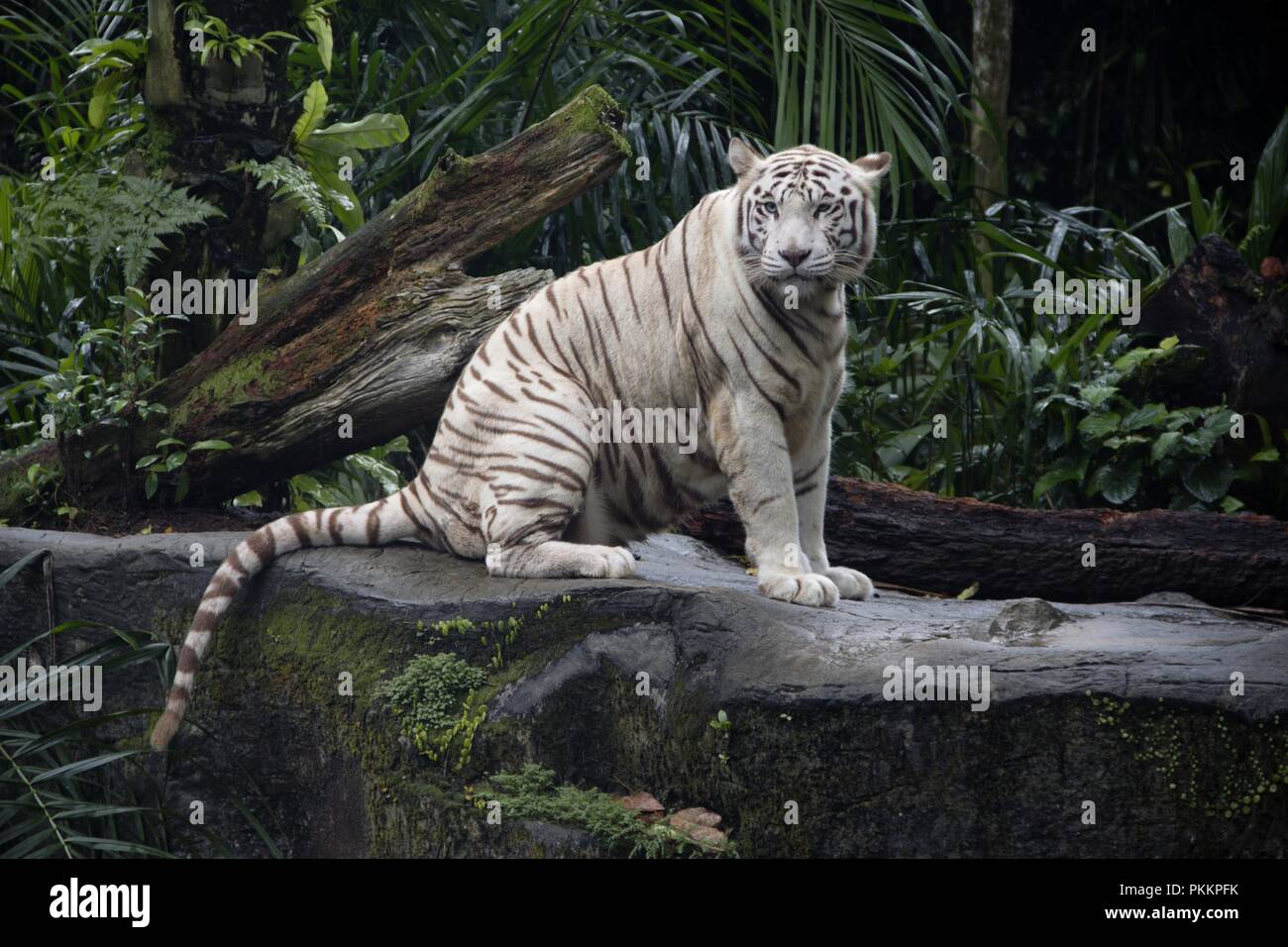 Majestic White Tiger Stock Photo - Alamy