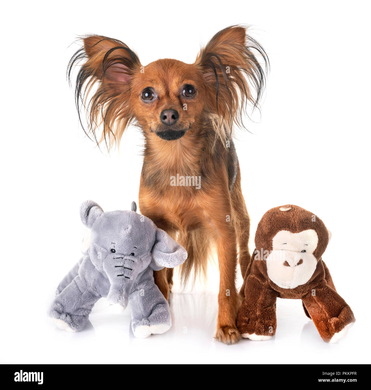 Russkiy Toy in front of white background Stock Photo - Alamy