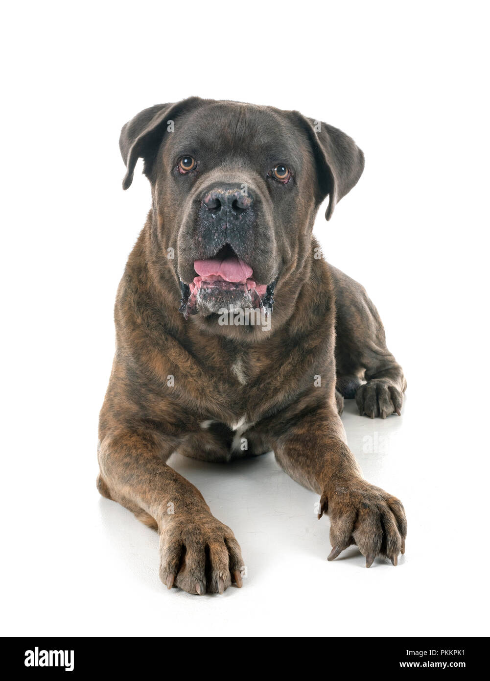 cane corso in front of white background Stock Photo - Alamy