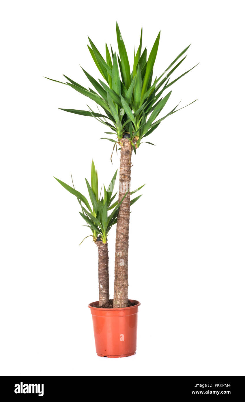 yucca in pot in front of white background Stock Photo - Alamy