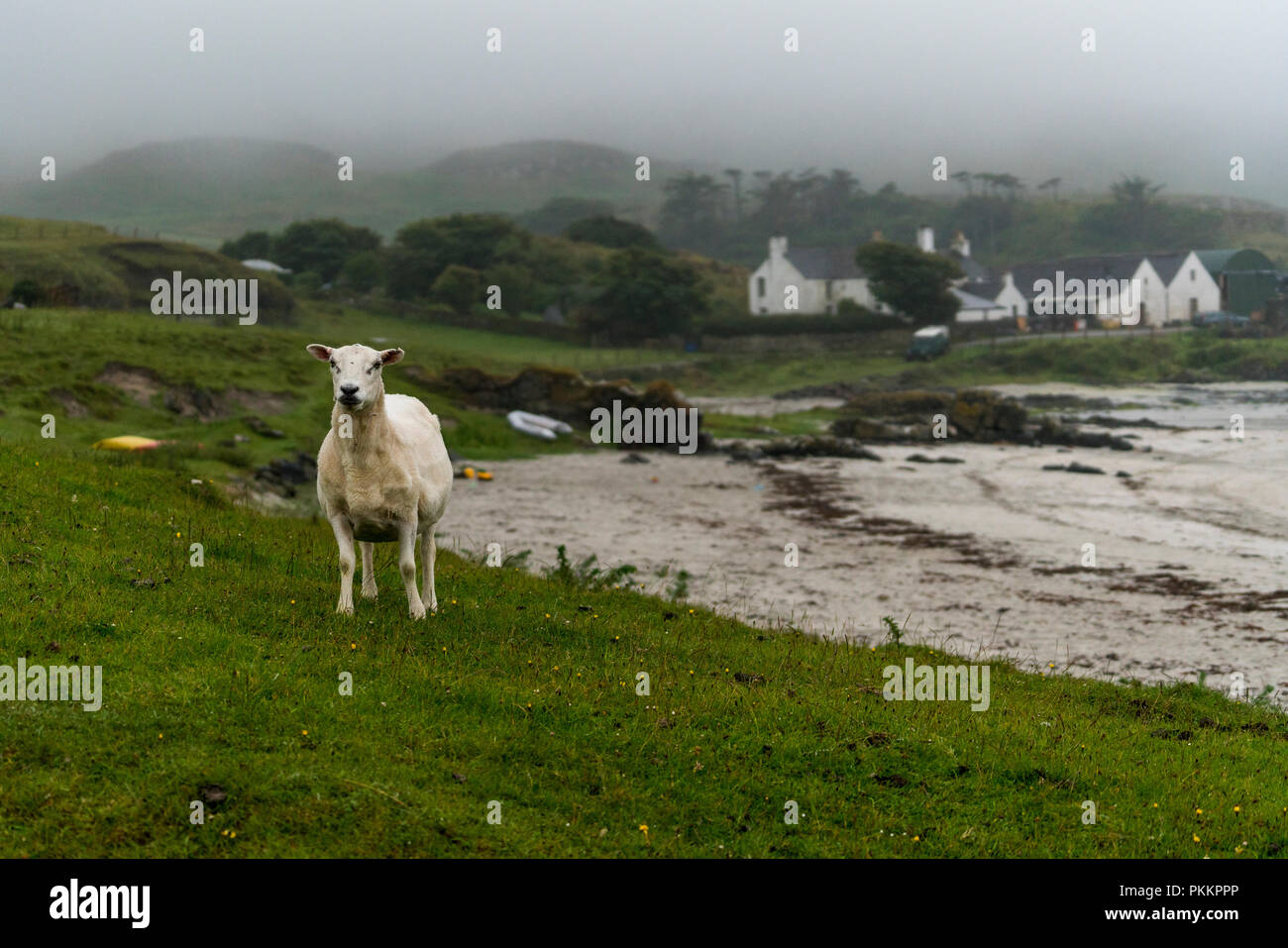 A single sheep on the Isle of Muck, a remote island in the Inner ...