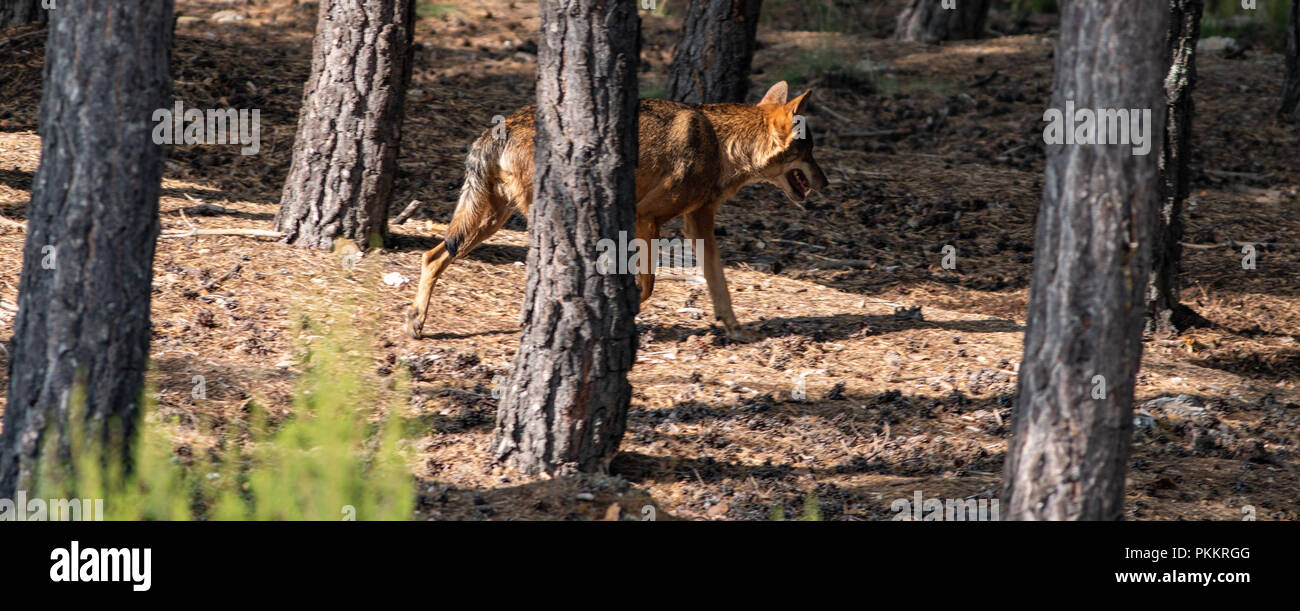 Iberian wolf in pine tree forest Stock Photo - Alamy