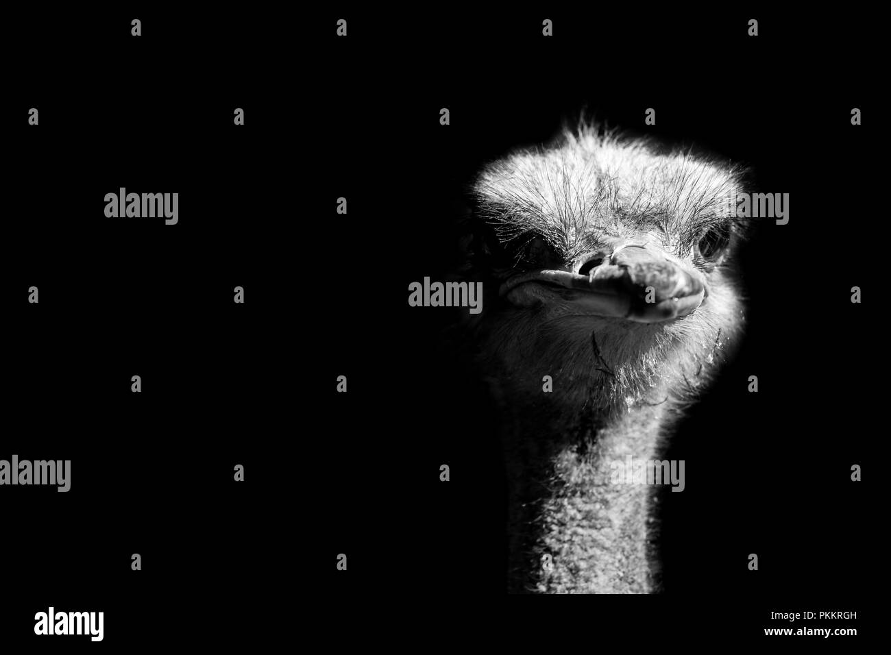 ostrich portrait isolated on black background Stock Photo - Alamy