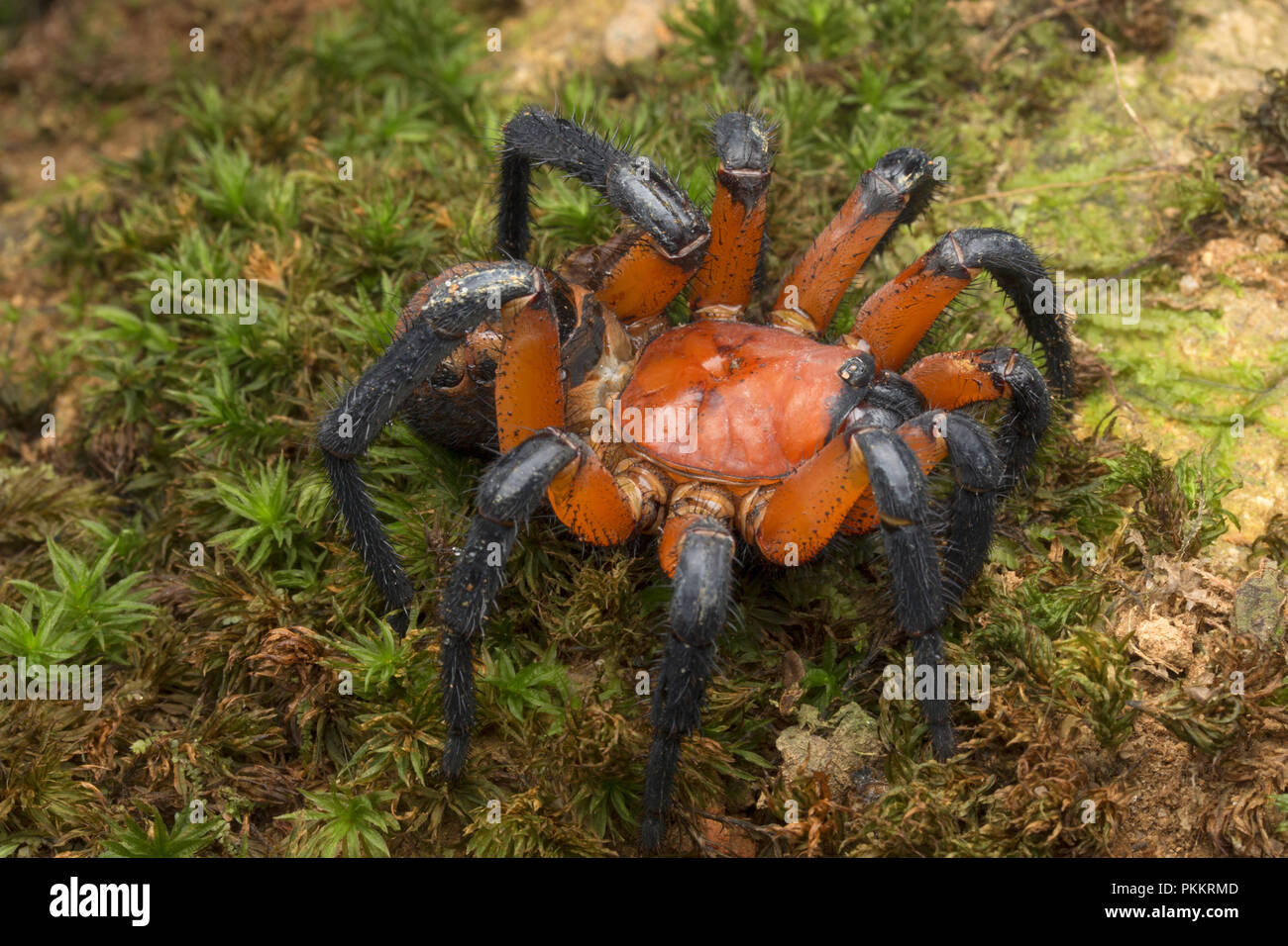 Magnificent Malayan Trapdoor Spider that is rarely seen in Malaysia ...