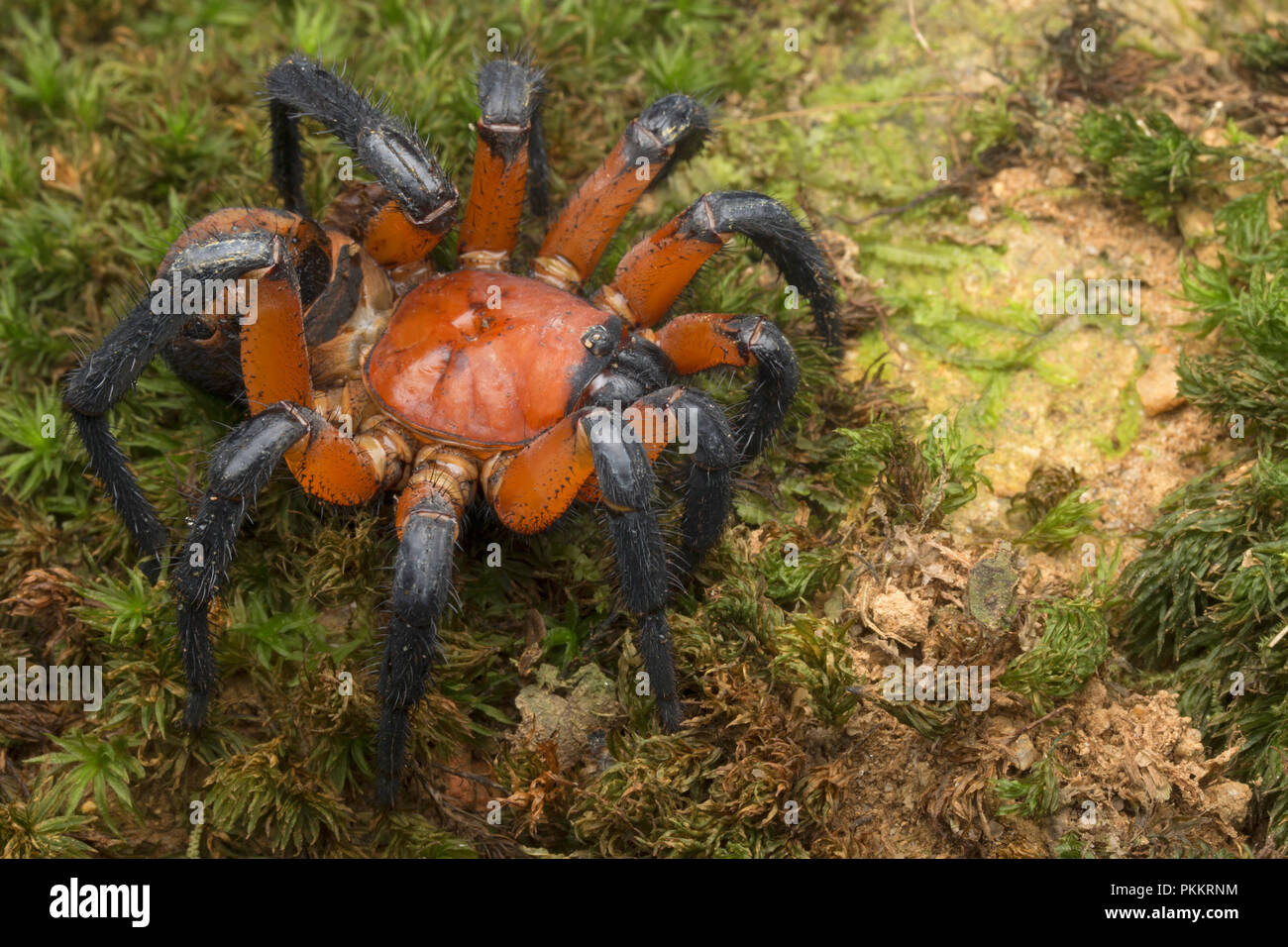 Old world trapdoor spiders hi-res stock photography and images - Alamy