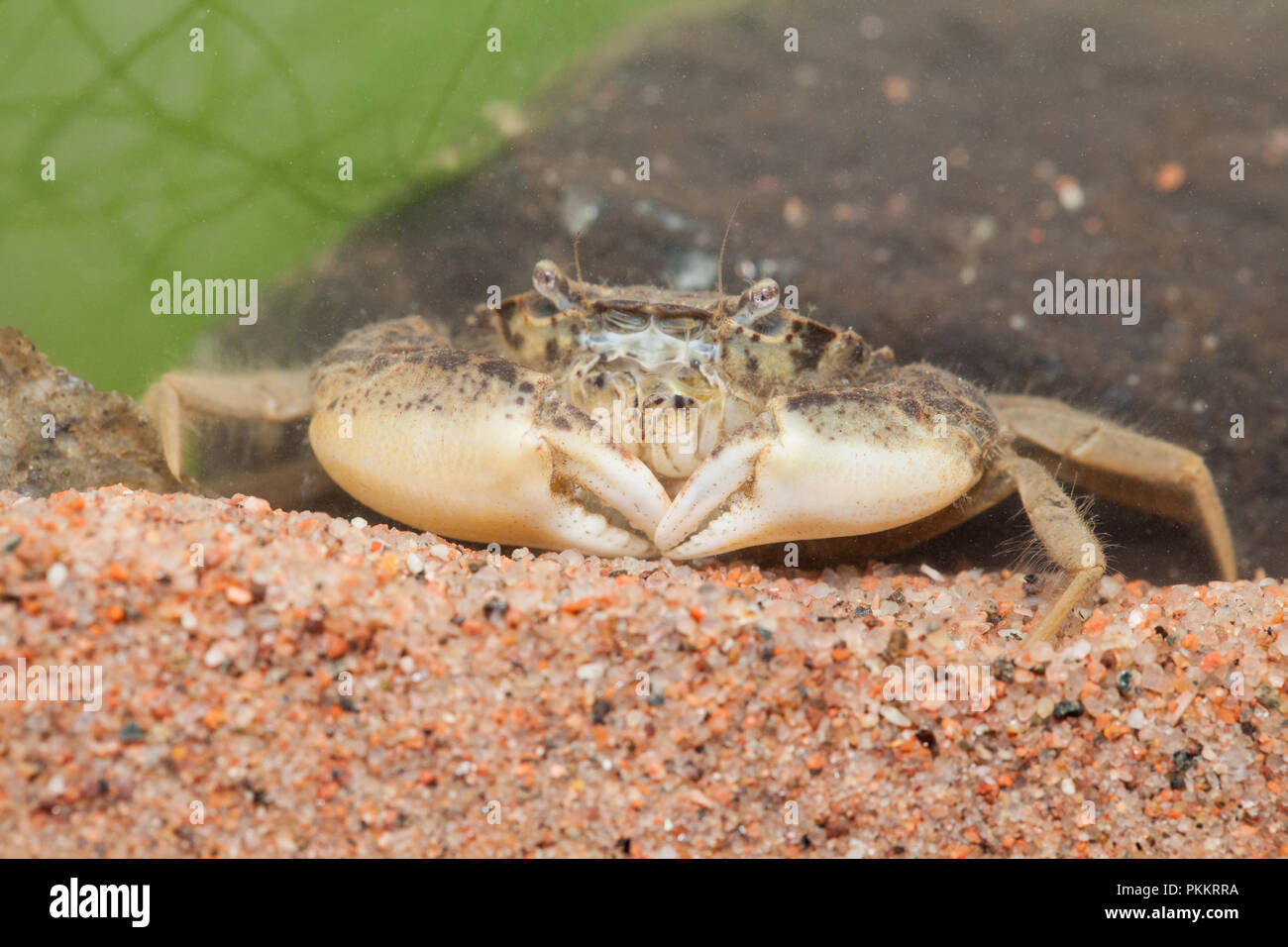 Mud crab hi-res stock photography and images - Alamy