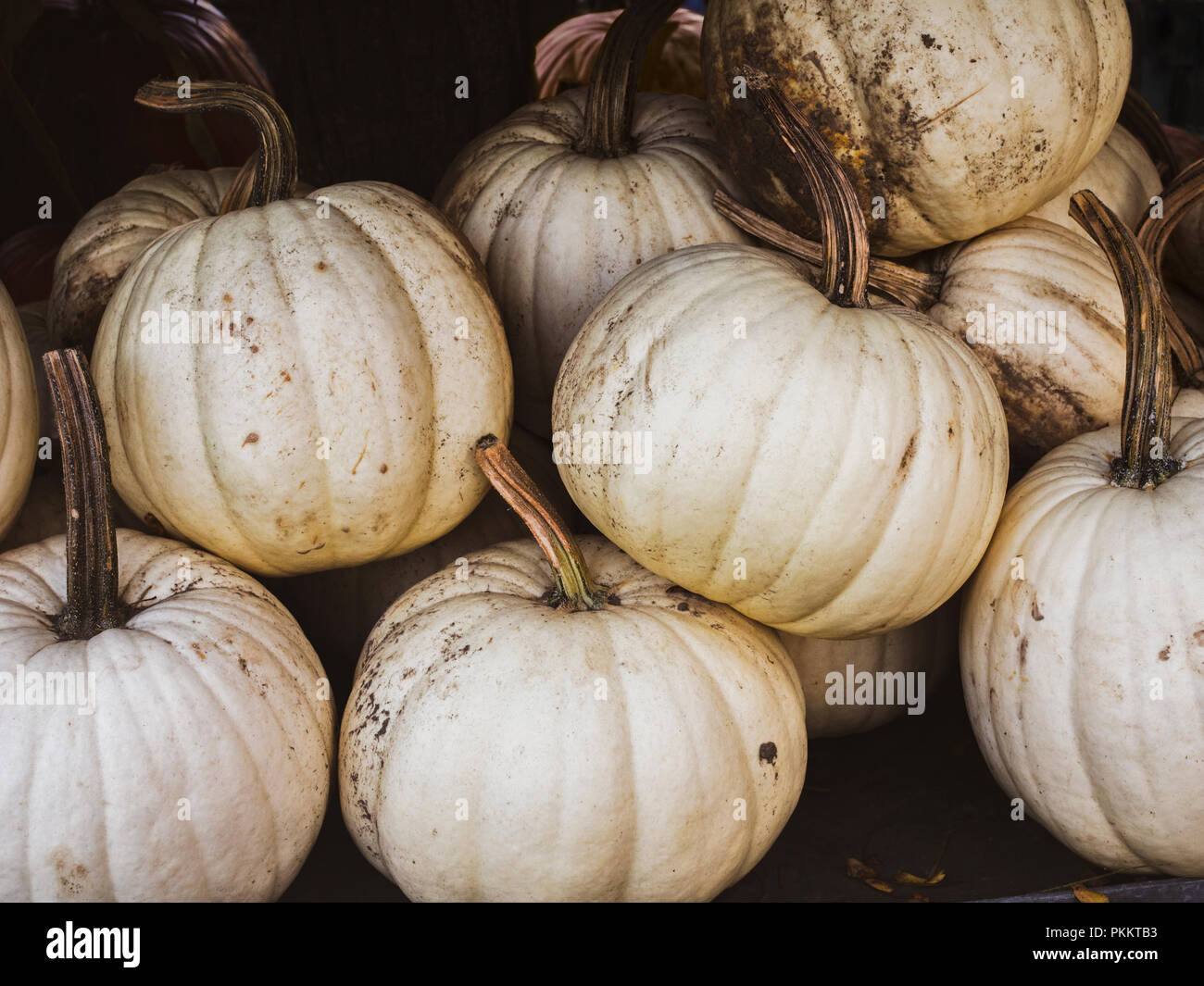 Casper White Pumpkin