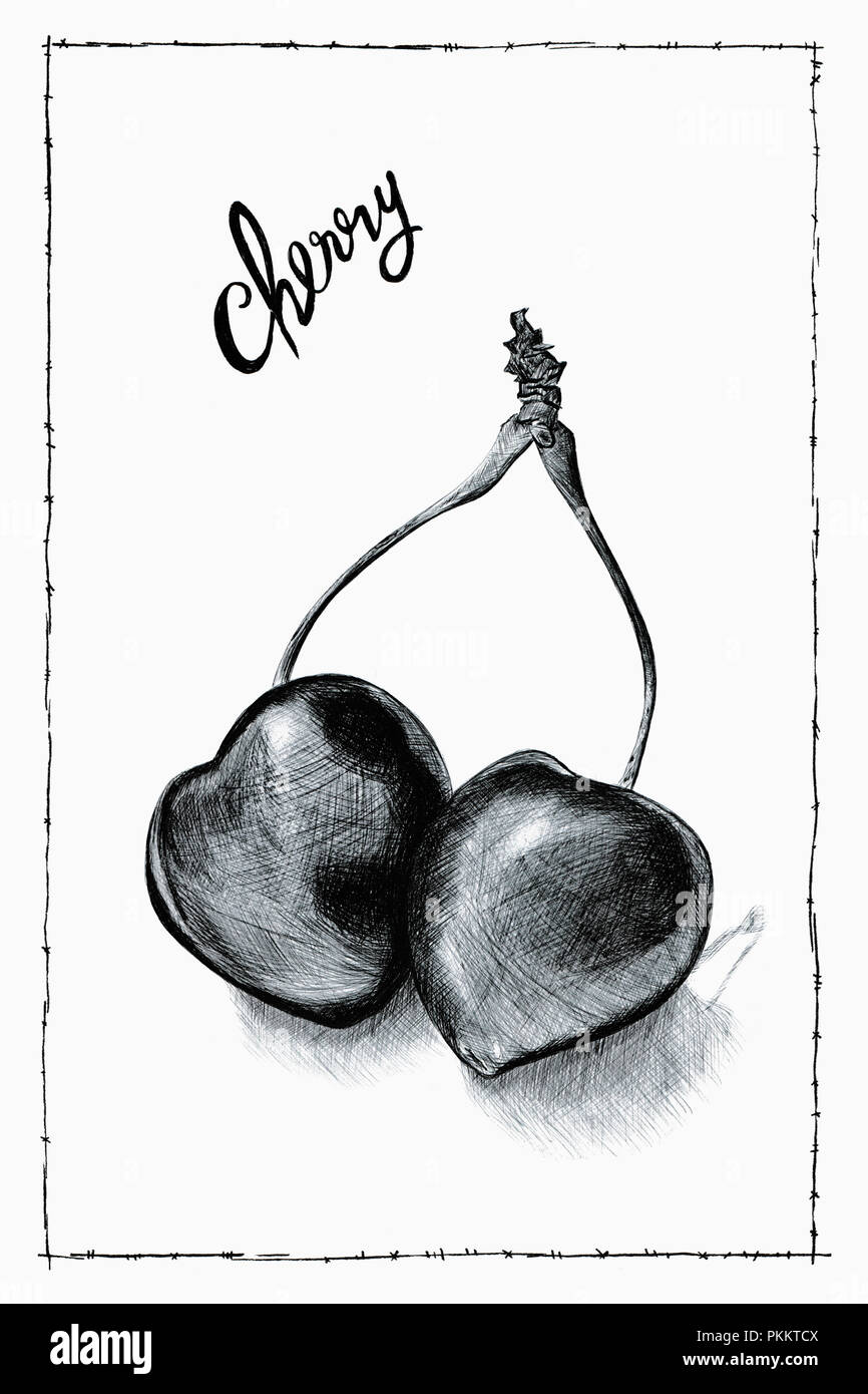 hand drawn black ballpoint pen illustration of cherries with the ...