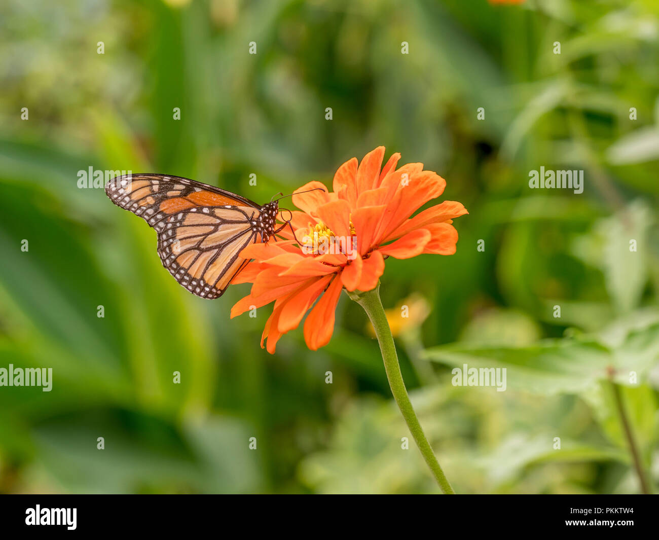 monarch butterfly (Danaus plexippus) is a milkweed butterfly (subfamily ...