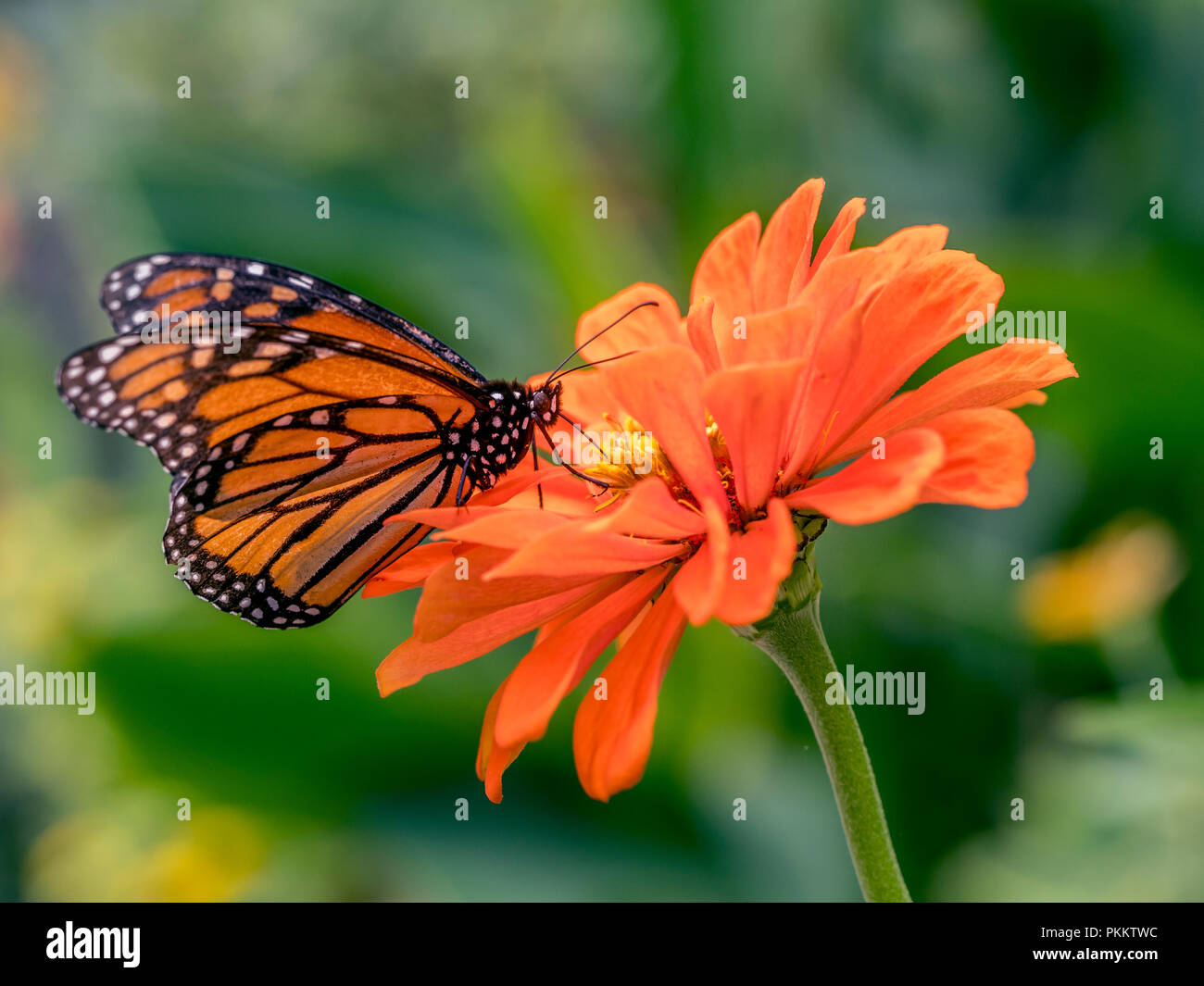 Monarch butterfly subfamily hi-res stock photography and images - Alamy
