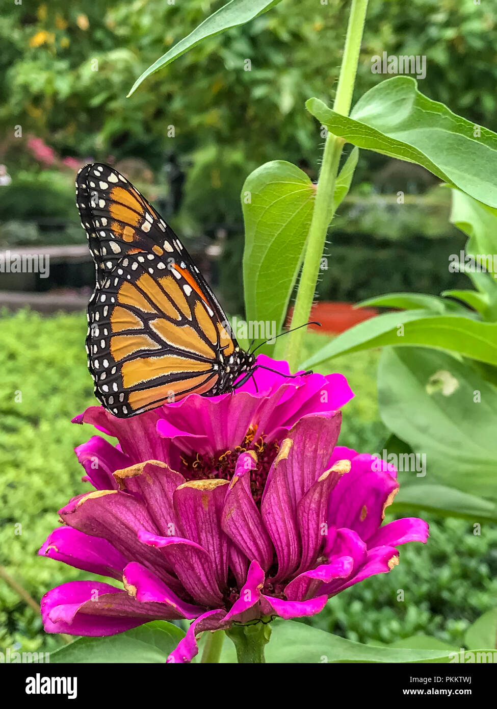 monarch butterfly (Danaus plexippus) is a milkweed butterfly (subfamily ...