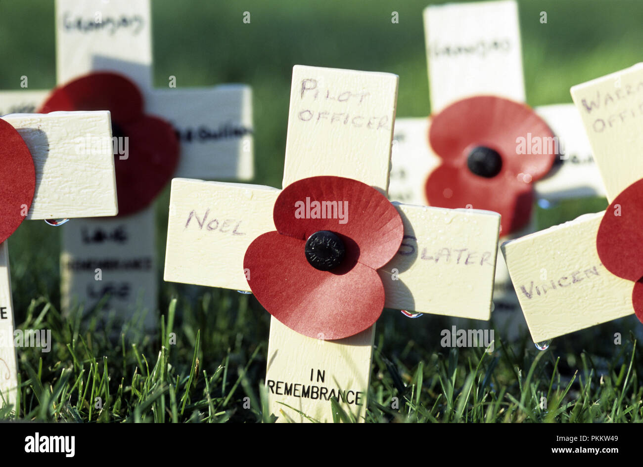 Remembrance Sunday crosses, in front of War Cenotaph in Burnham ...