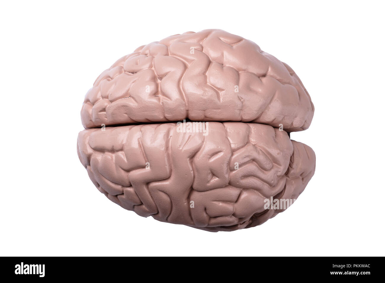 Elevated View Of Plastic Model Of Human Brain Over White Background ...