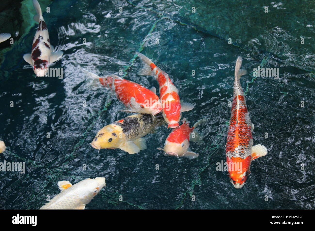 Japanese carp hi-res stock photography and images - Alamy