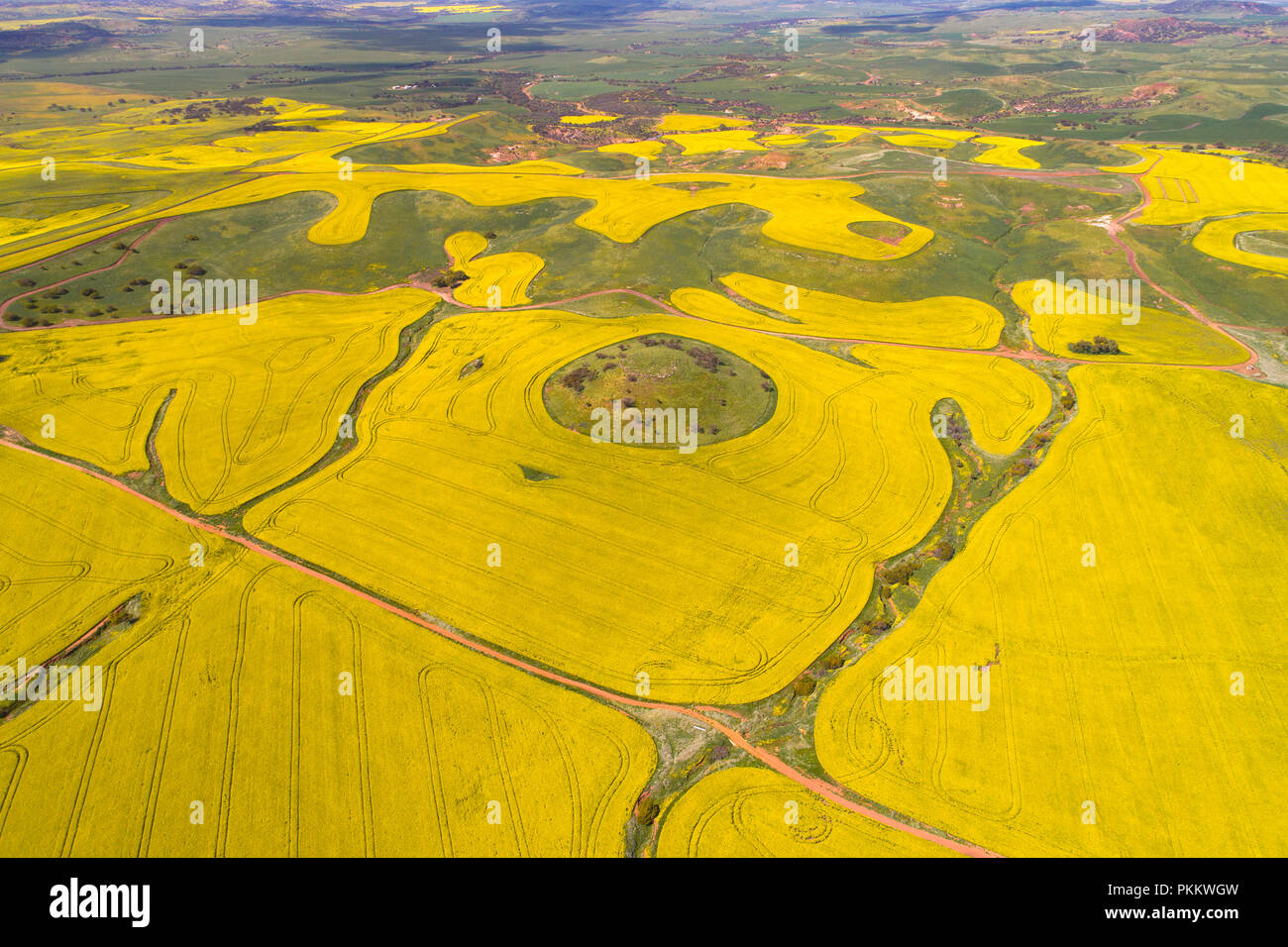 Farm Canola High Resolution Stock Photography and Images - Alamy