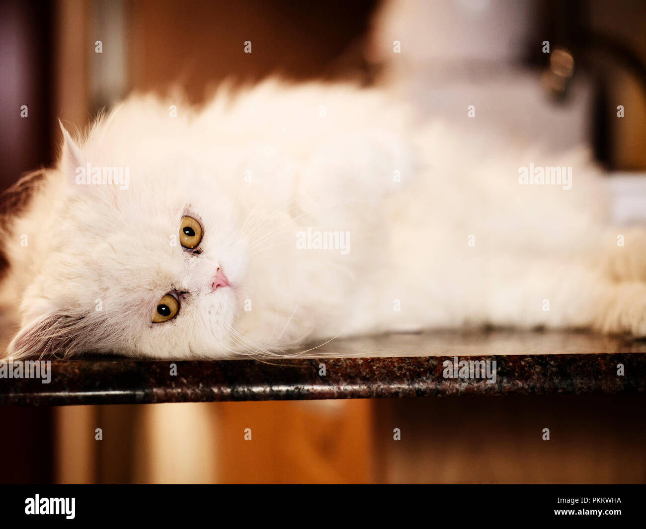 Perfect fluffy white cat Stock Photo - Alamy