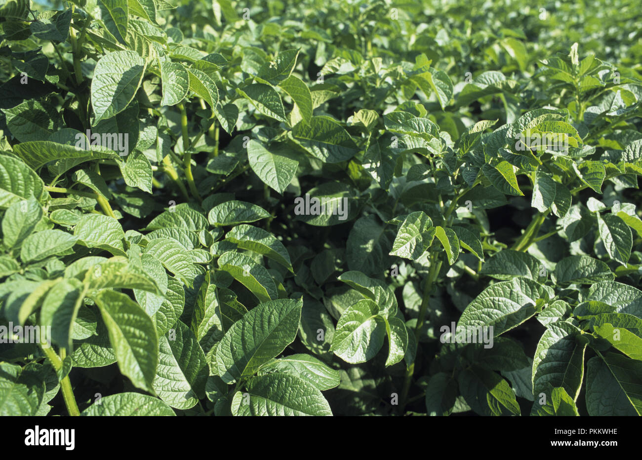 Potato plants on an allotment in Slough Berks England in July 2008 ...