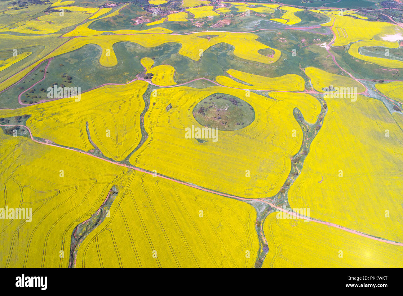 Aerial view of Canola field, Midwest, Western Australia Stock Photo - Alamy