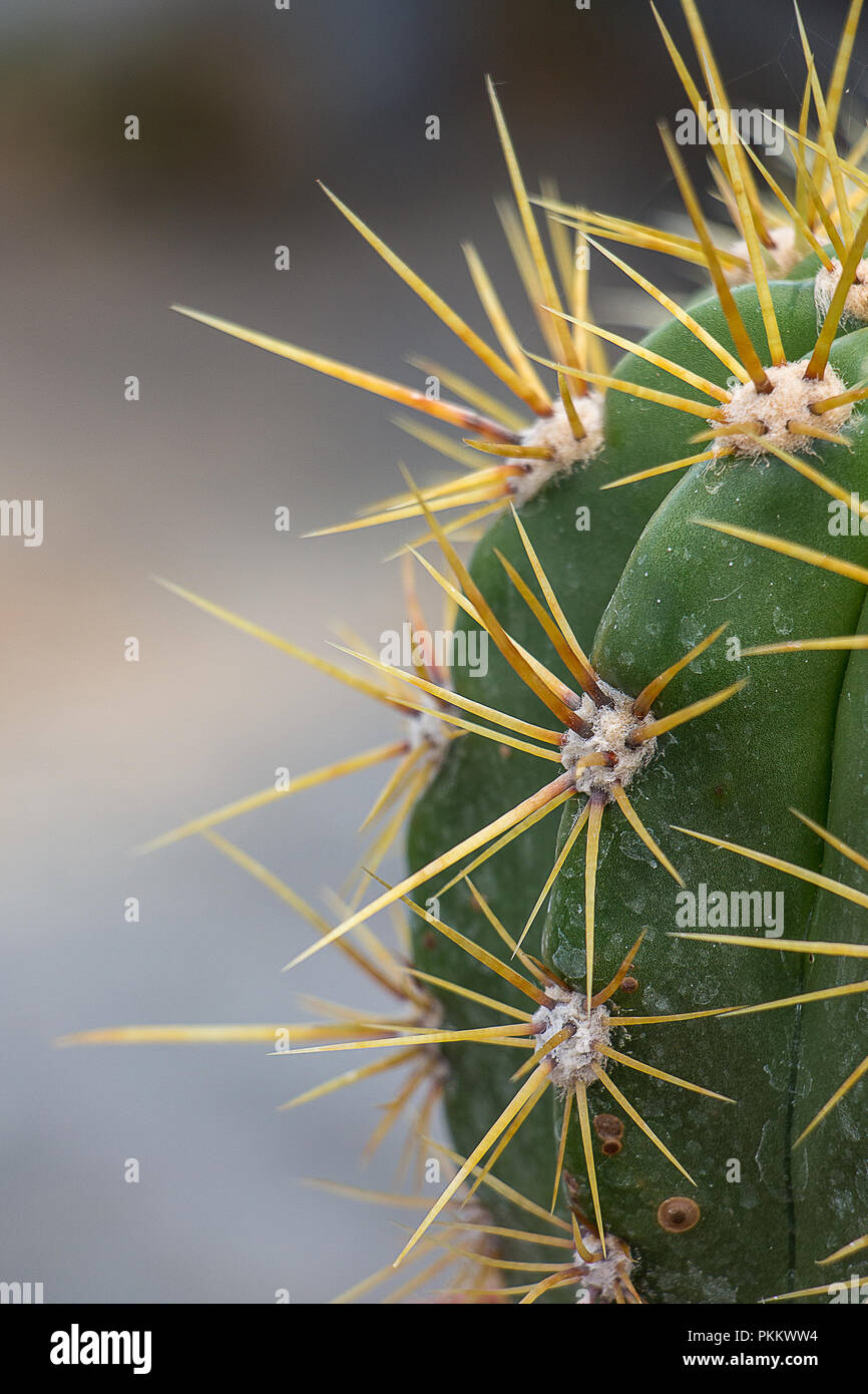 Long spikes cactus hi-res stock photography and images - Alamy