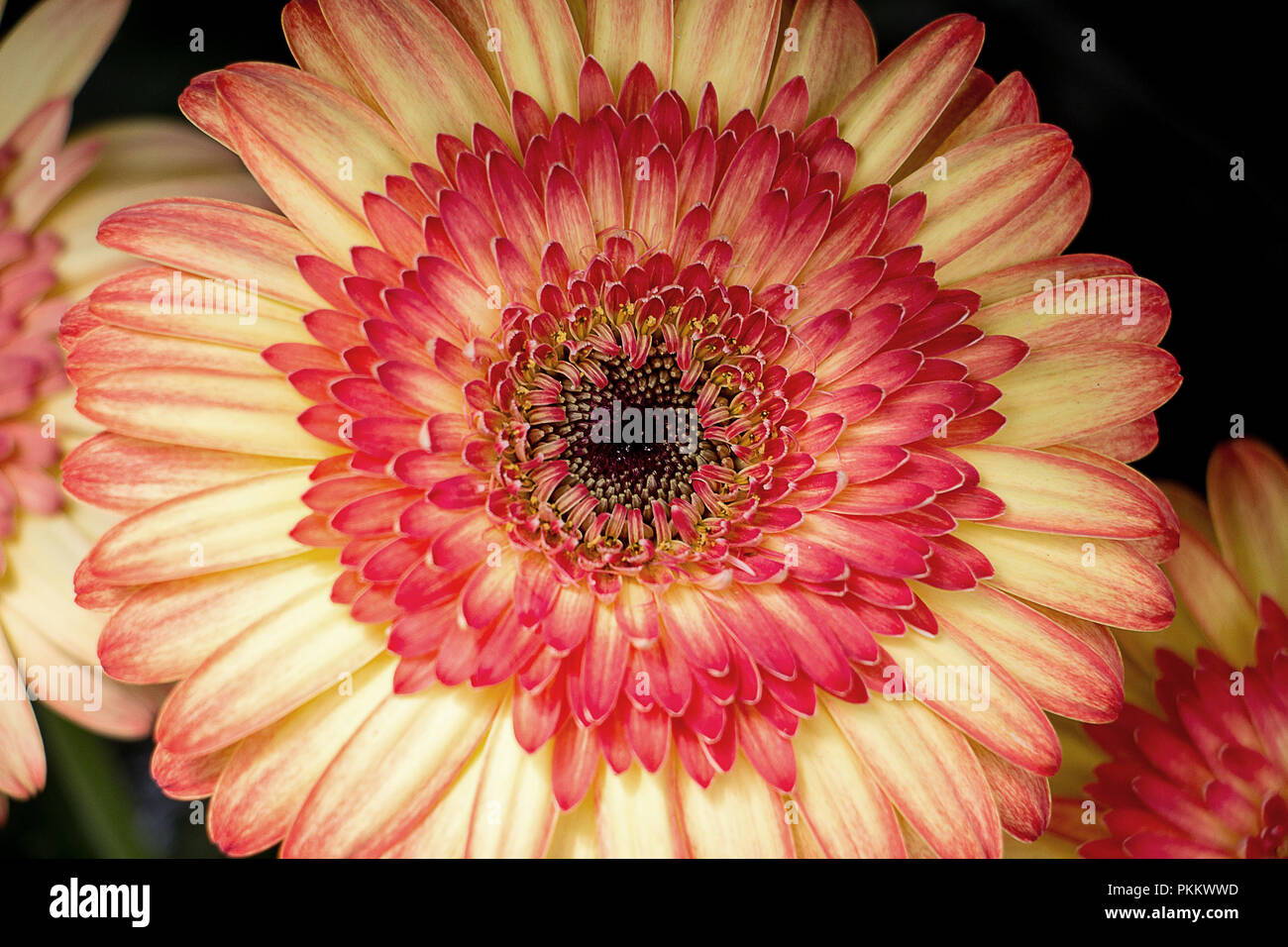 Silver leaf hydrangea hi-res stock photography and images - Alamy