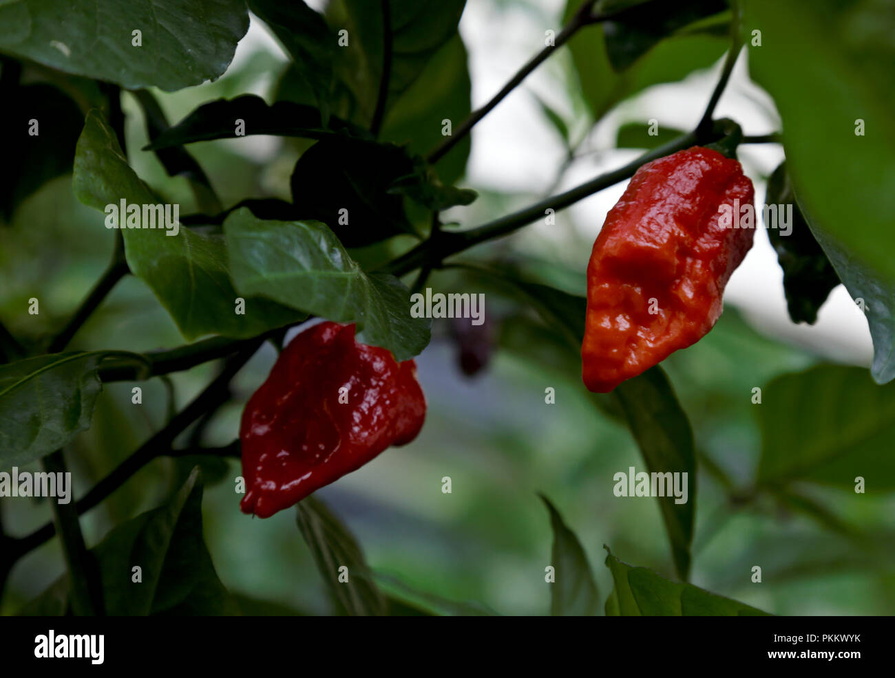 Chilli pod hi-res stock photography and images - Alamy