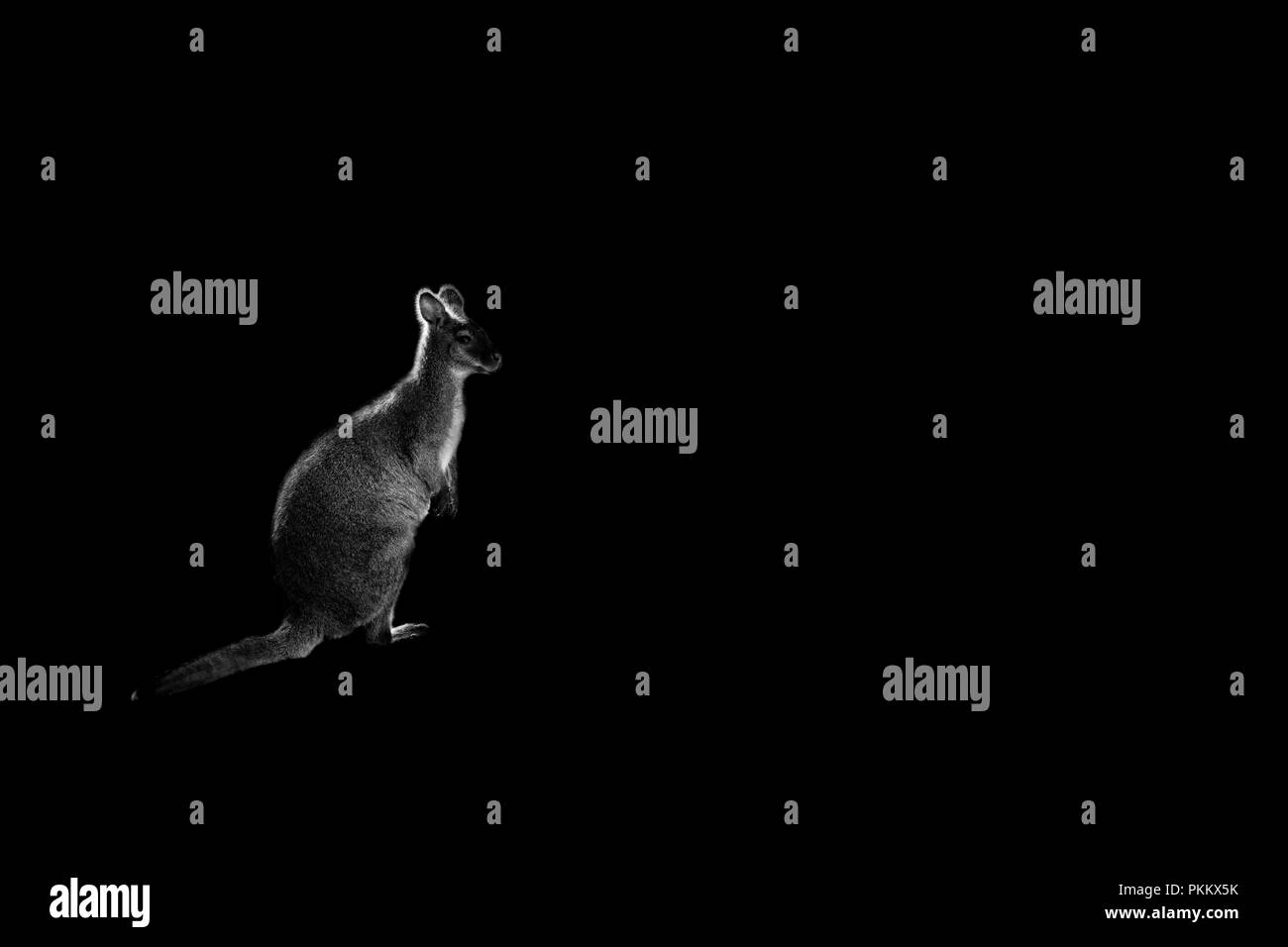 Kangaroo Black and White Stock Photos & Images - Alamy