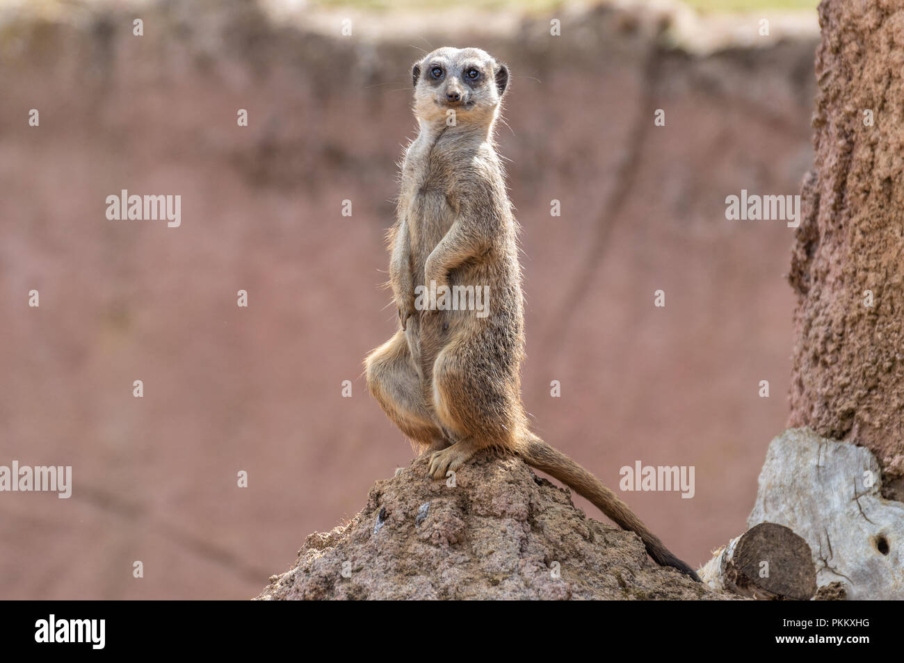 A single isolated close-up portrait of an alert Meerkat, Suricata ...
