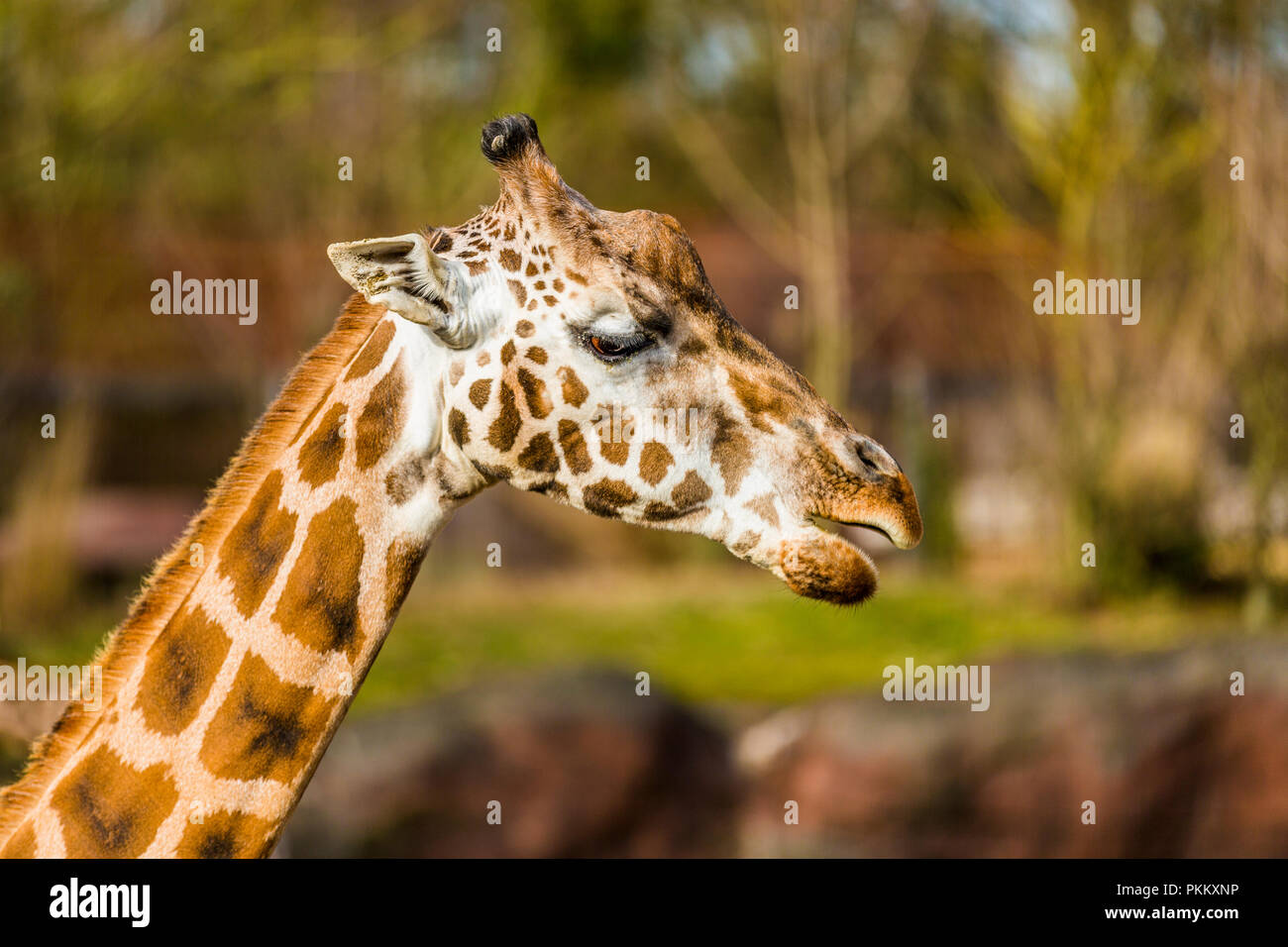Beautiful photo of the head and part of the neck of a single giraffe on ...