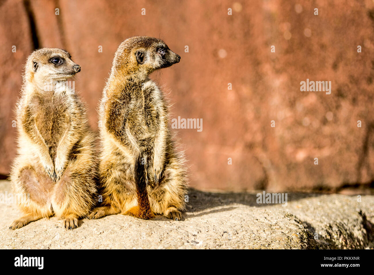 Animals all looking same direction hi-res stock photography and images ...
