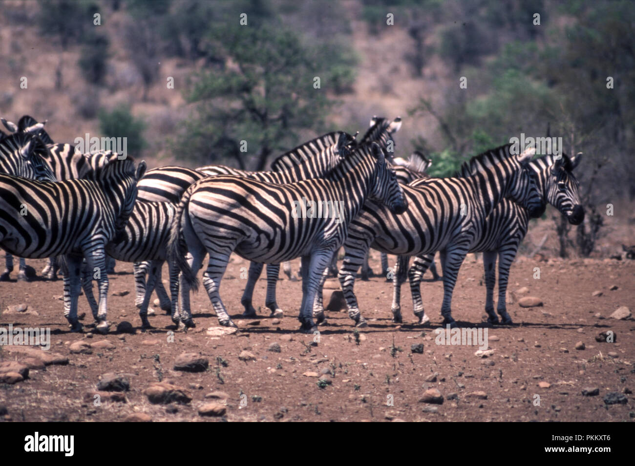 Plains Zebra (Equus burchellii), Kruger National Park, Mpumalanga ...
