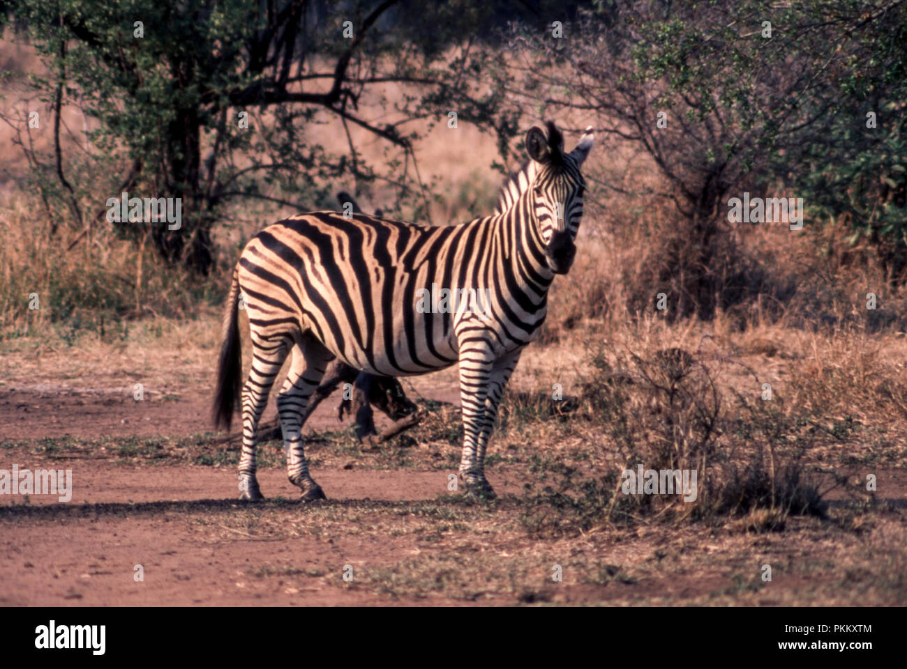 Plains Zebra (Equus burchellii), Kruger National Park, Mpumalanga ...