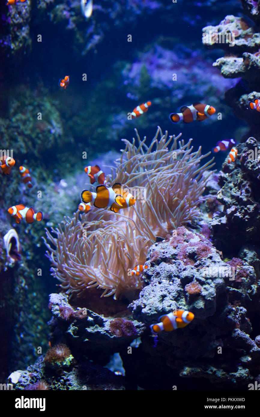 Colorful tropical fish on coral hi-res stock photography and images - Alamy