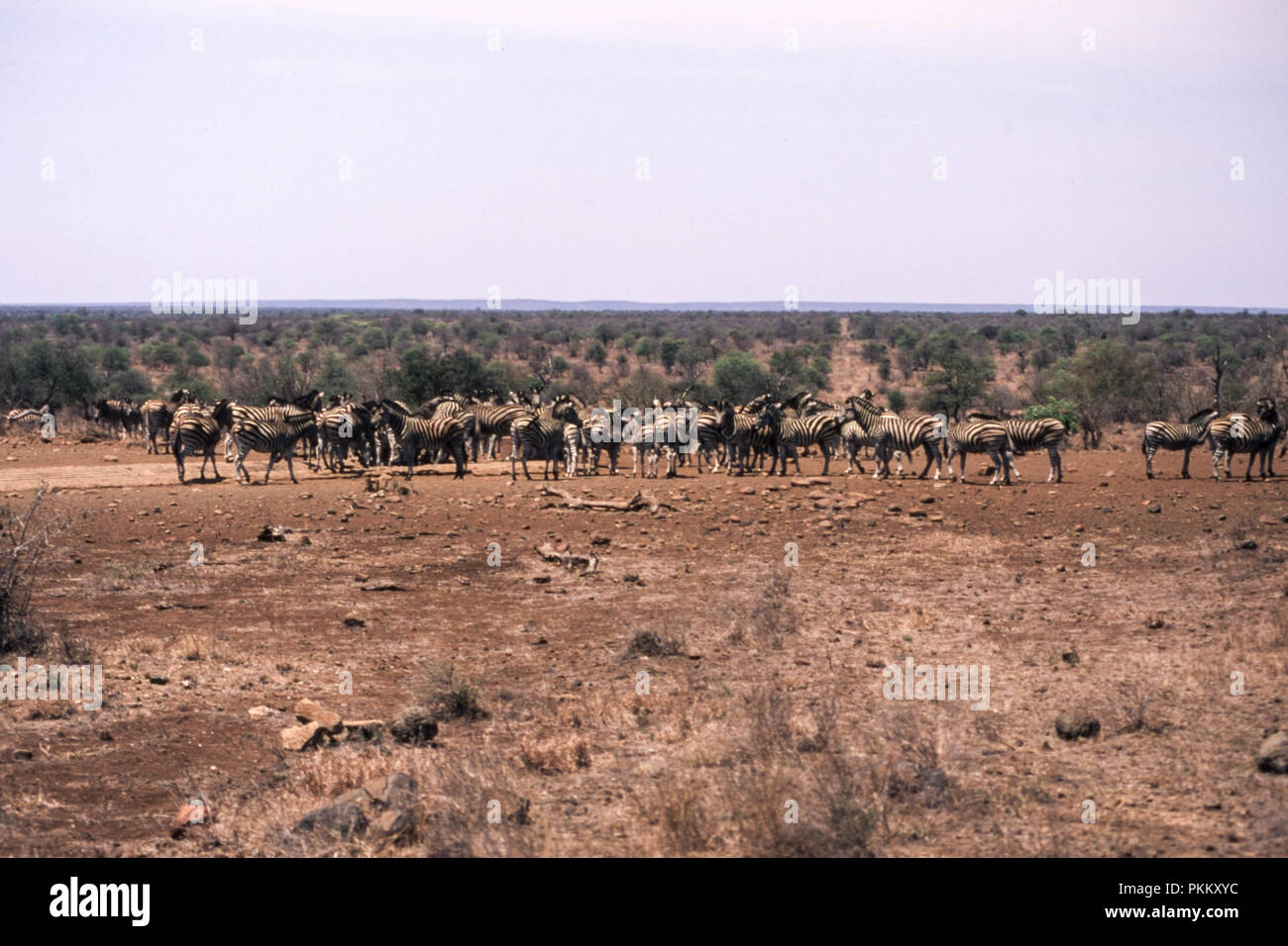 Plains Zebra (Equus burchellii), Kruger National Park, Mpumalanga ...