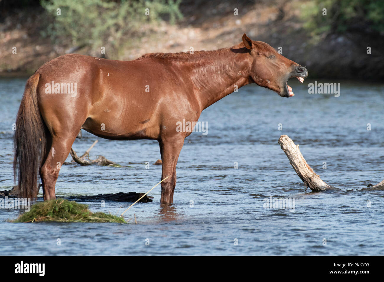 Salt river whinnying horse hi-res stock photography and images - Alamy