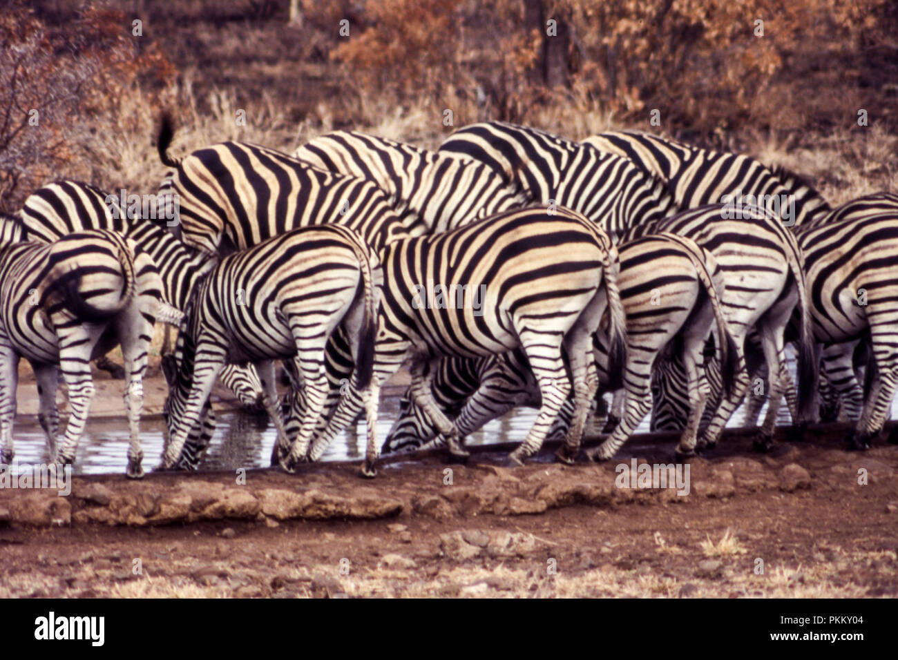 Plains Zebra (Equus burchellii), Kruger National Park, Mpumalanga ...
