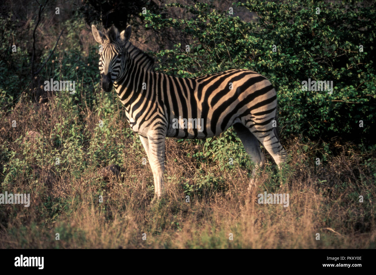 Plains Zebra (Equus burchellii), Kruger National Park, Mpumalanga ...