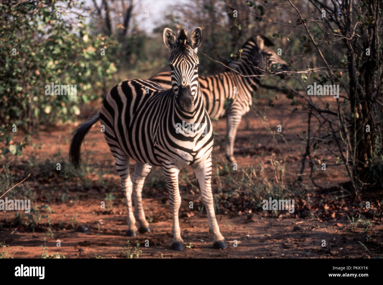 Plains Zebra (Equus burchellii), Kruger National Park, Mpumalanga ...