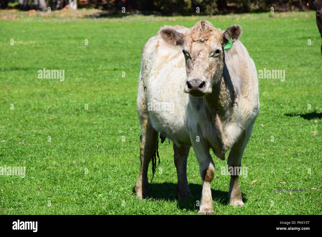 Grey and white cow hi-res stock photography and images - Alamy